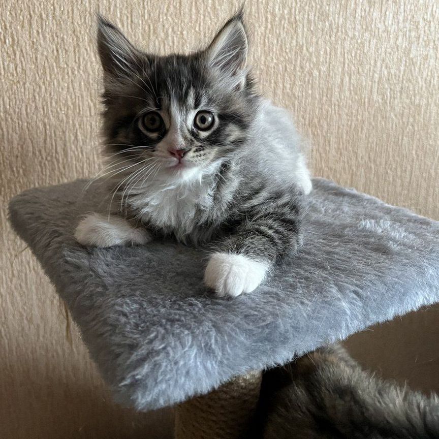 Мейн-кун котёнок