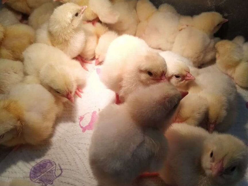 Бройлеры суточные