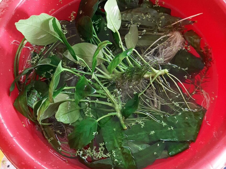 Аквариумная прополка