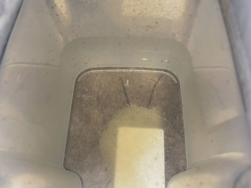 Дафния моина