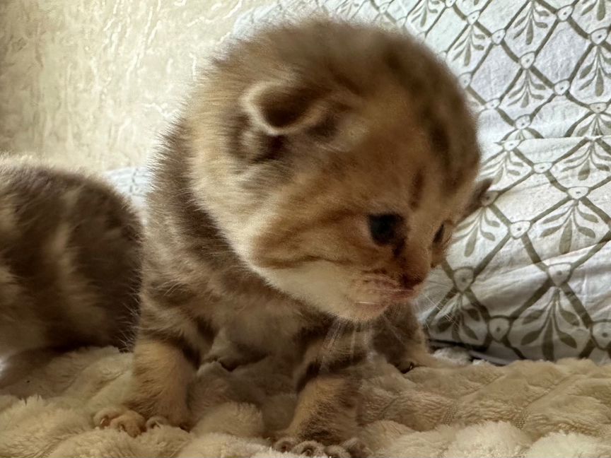 Шотландские котята