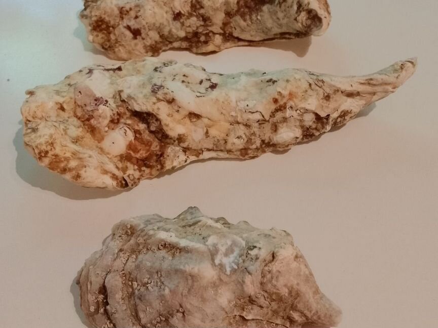 Морские ракушки раковины бесплатно