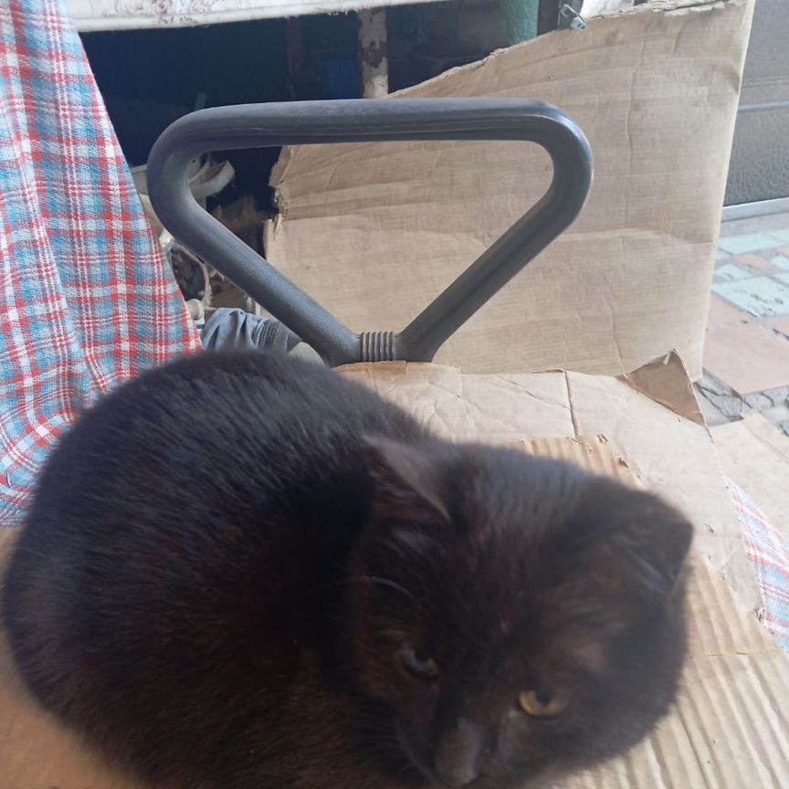 Котята в добрые руки бесплатно мальчик