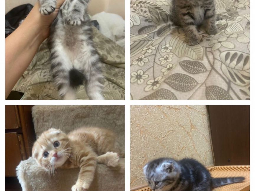 Шотландские вислоухие котята
