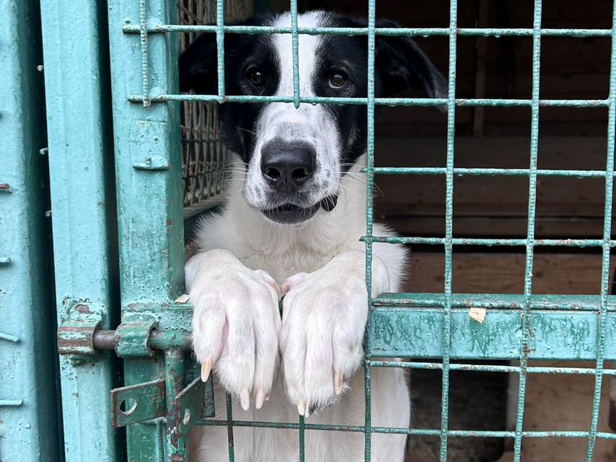 Собака в добрые руки