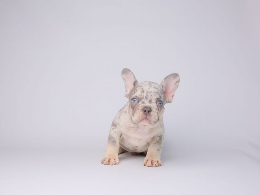 Французик ли так мерле тан