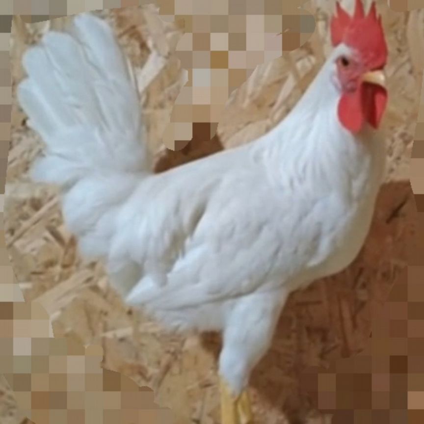 Молодые петушки