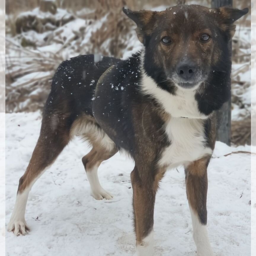 Взрослый пёс в добрые руки