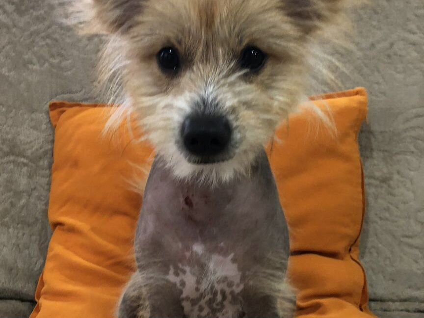 Щенок 6 месяцев Марсик