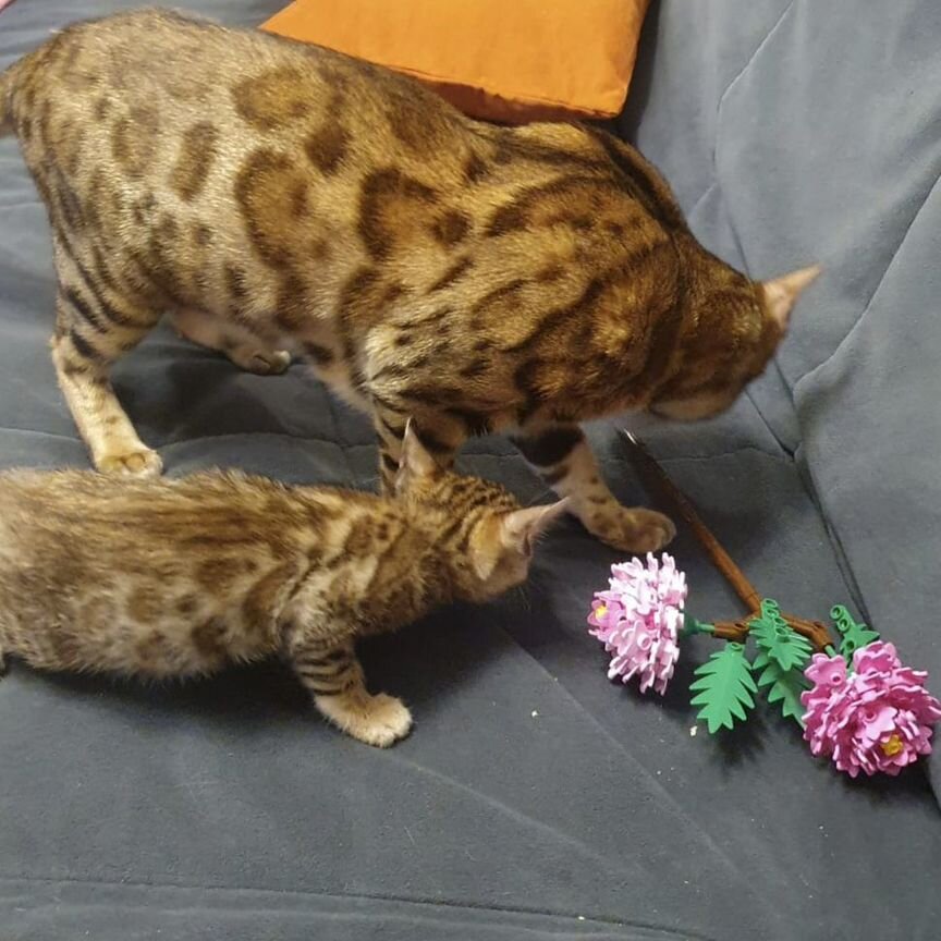 Бенгальская