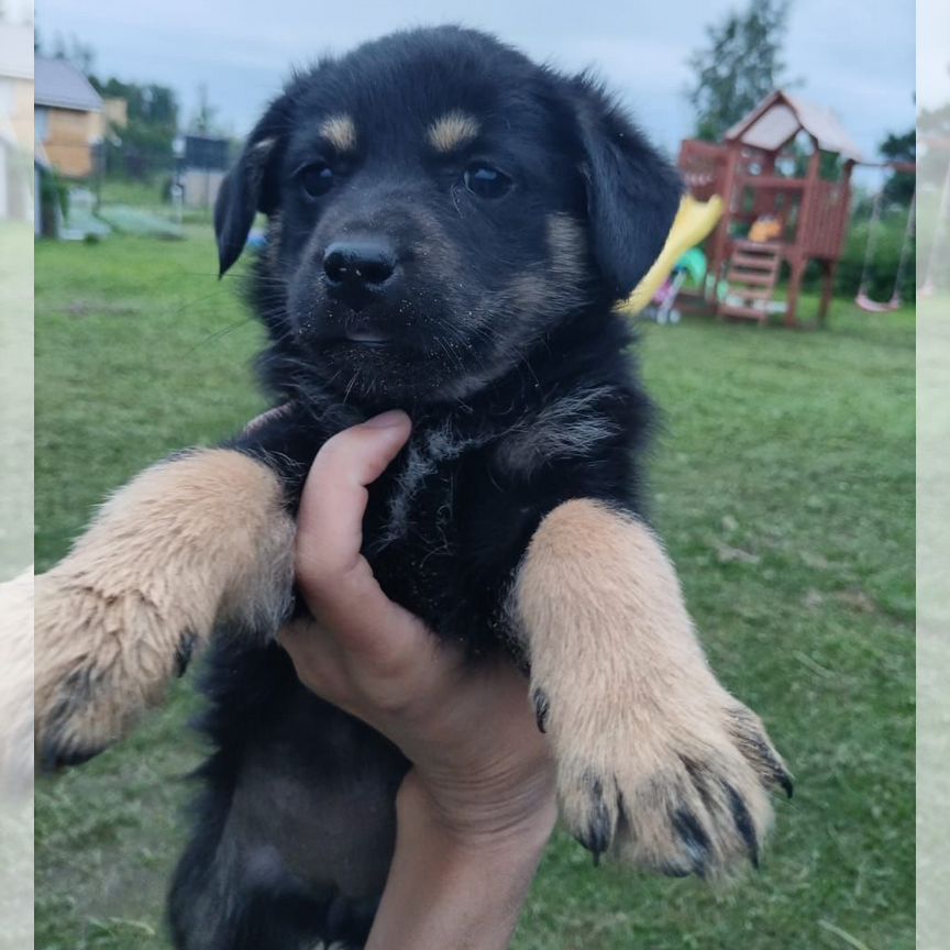 Щенок мальчик