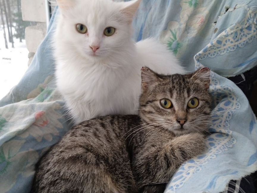 Коты и кошка