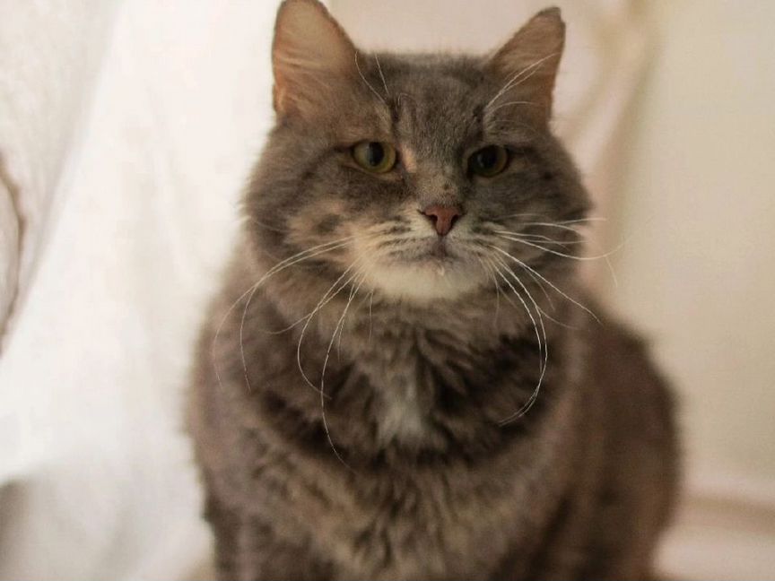 Взрослый котик Геральд