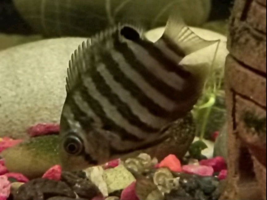 Северум изумрудный