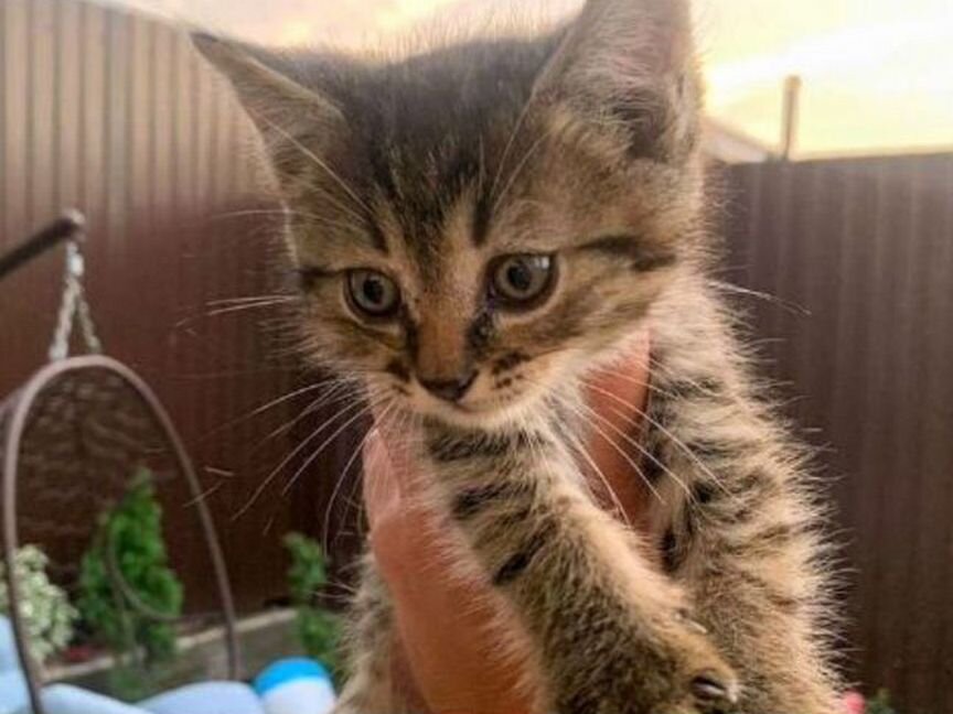 Малыши-1,5мес.ищут дом - их нашли в лесу с мамкой