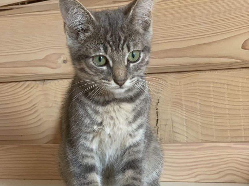 Котенок мальчик в добрые руки