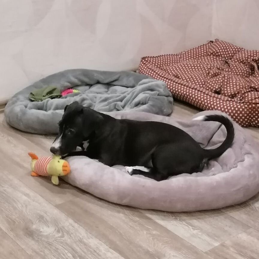 Джек-рассел-терьер, щенок