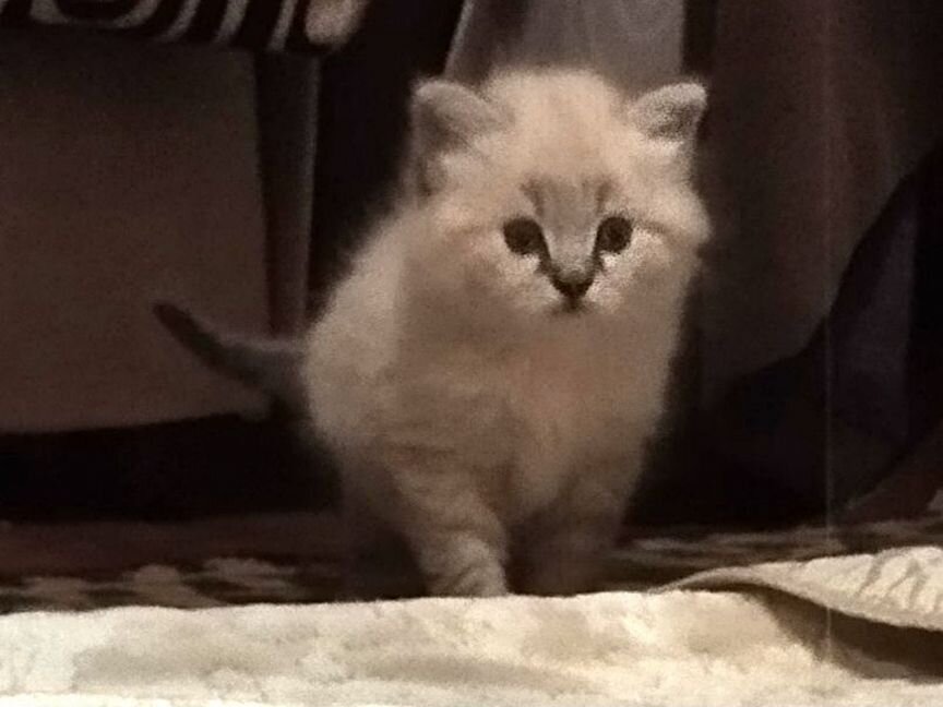 Котята в добрые руки девочки мальчики домашние