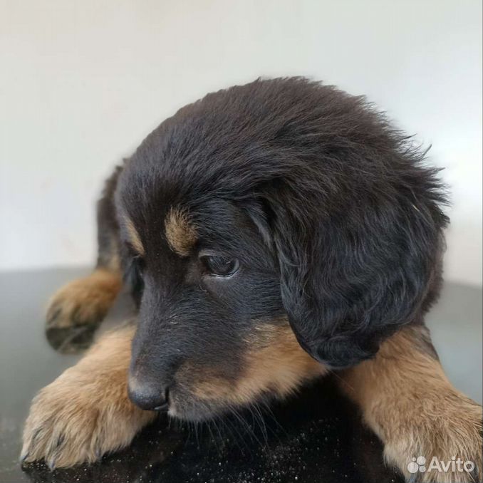 Щенки ховаварт