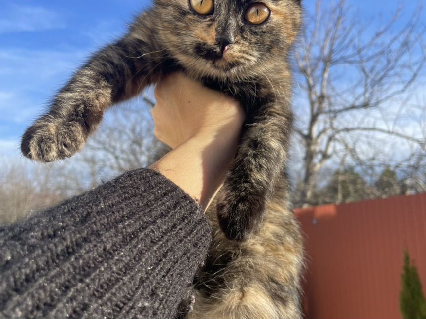 Кошка