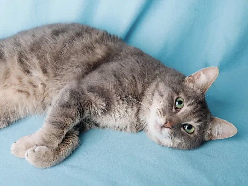 Чудесный котик Бублик в добрые руки