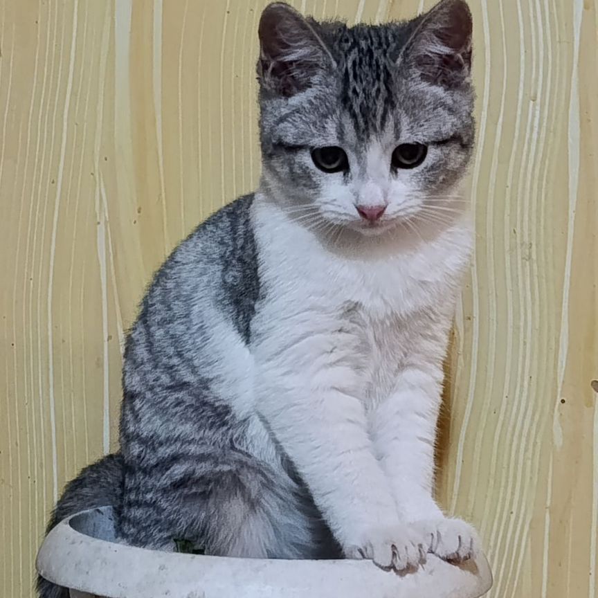 Котенок 5 мес девочка