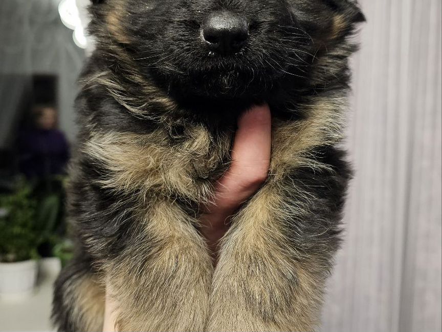 Немецкая овчарка