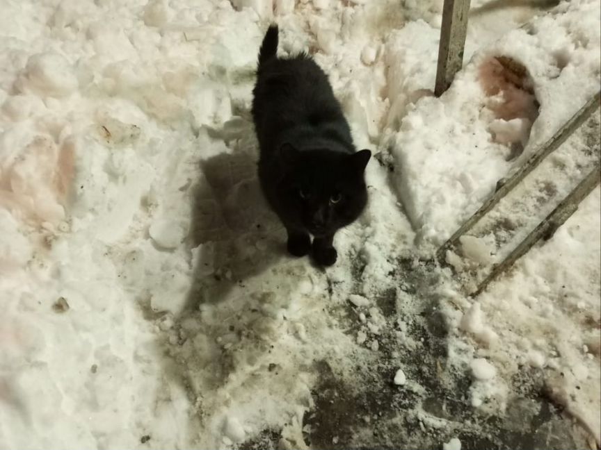 Выкинули кота дети у дома