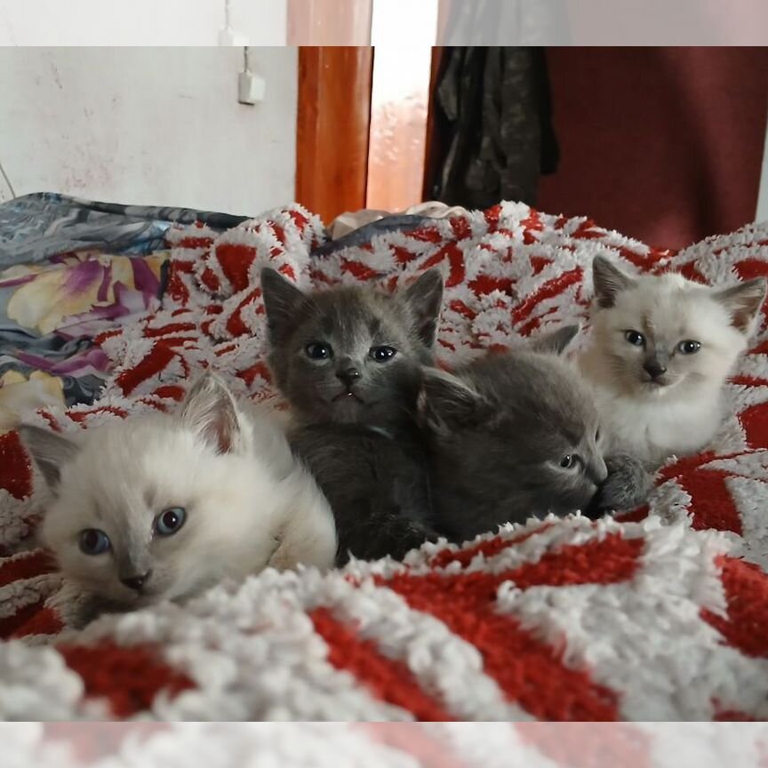 Сиамские котята