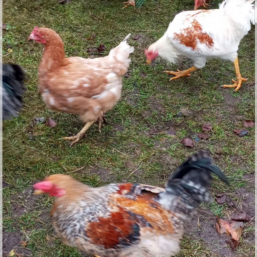 Куры и петухи