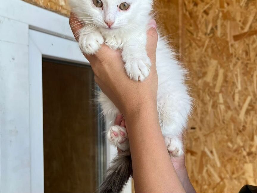 Котенок Каспер в добрые руки