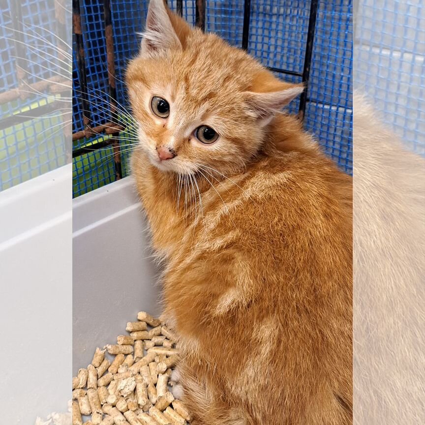 Котёнок в добрые руки