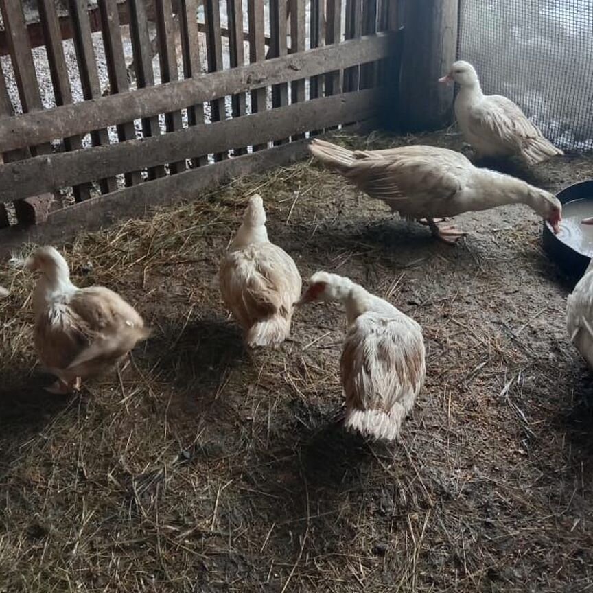 Продам индоуток