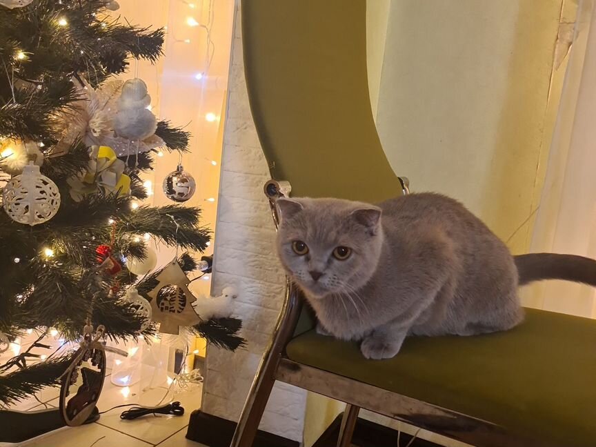 Кошка на вязку