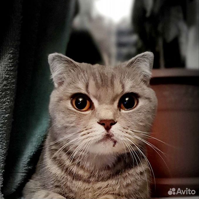 Кошечка спасена о стаи собак