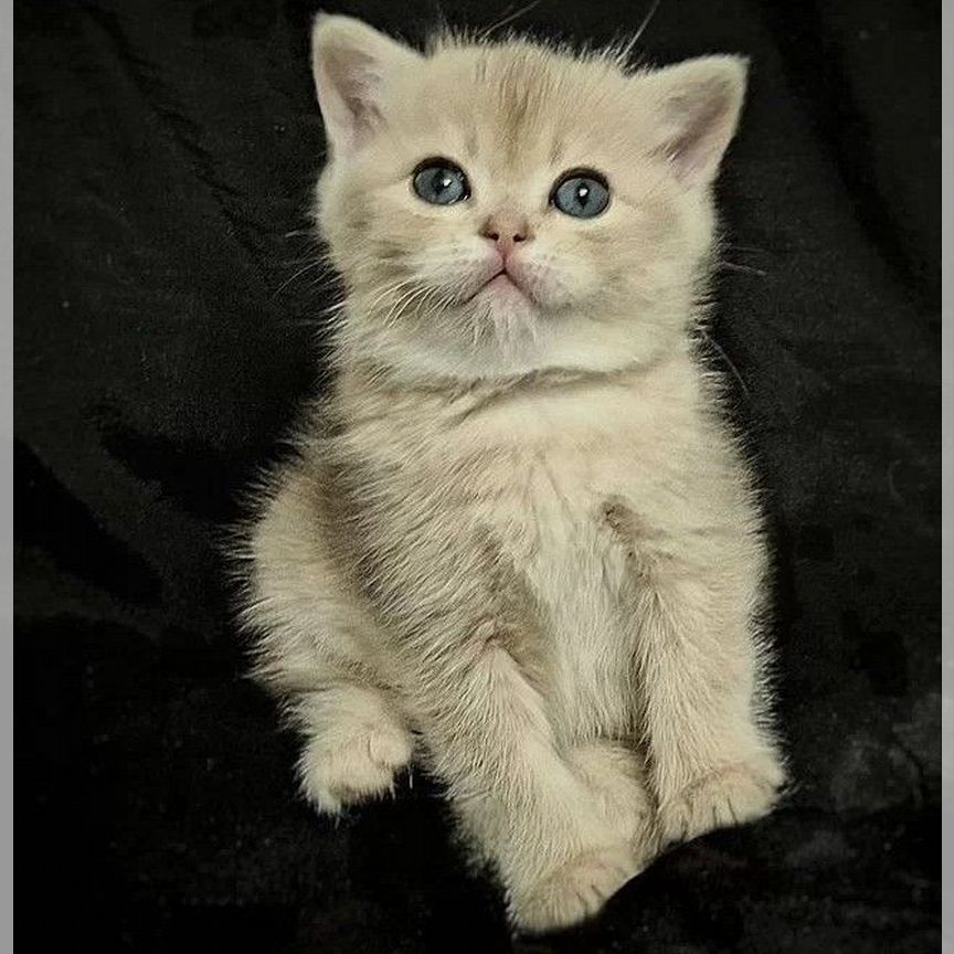 Шотландский прямоухий короткошёрстный котёнок