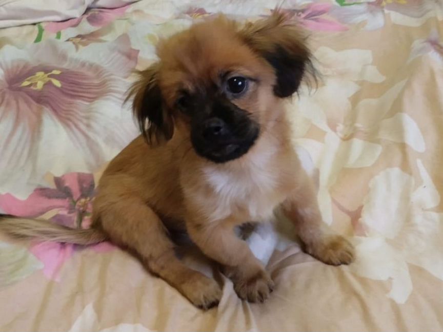 Собаки щенки