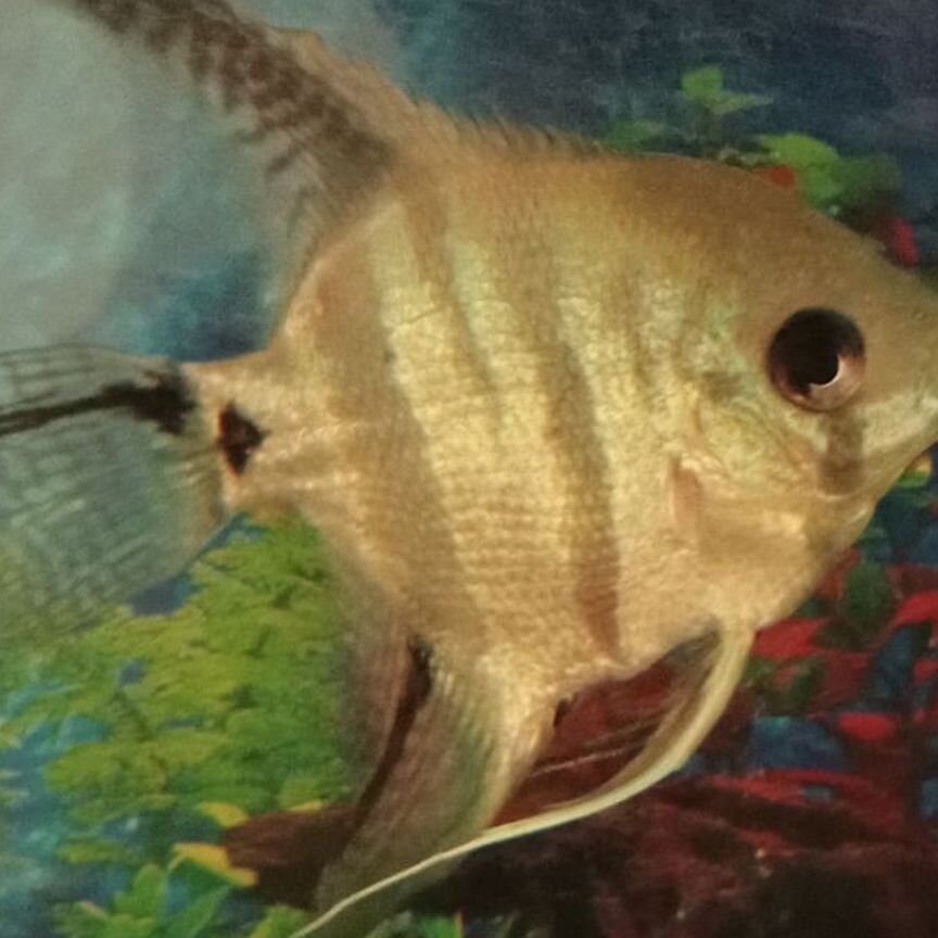 Обмен аквариумными рыбками