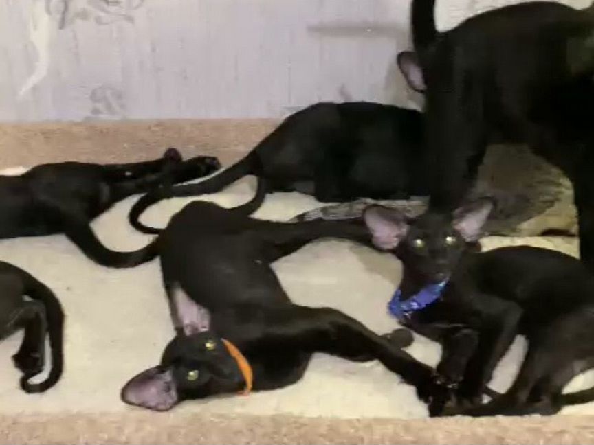 Ориентальные котята, девочка в разведение