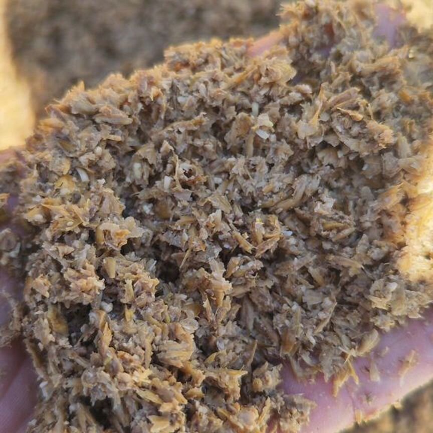 Пивная дробина. Корм для скота