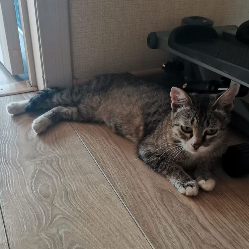 Кошка в добрые руки
