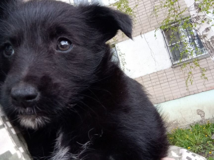 Собака в добрые руки щенок