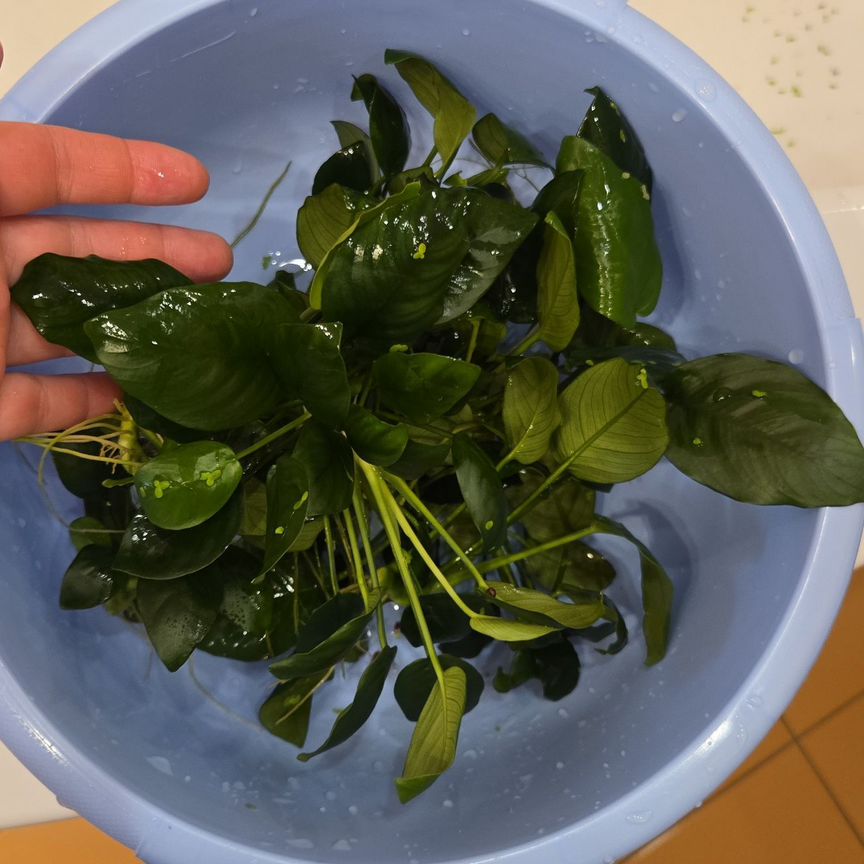 Отдам анубиасы