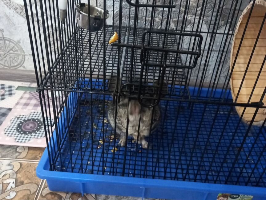 Британская шиншилла