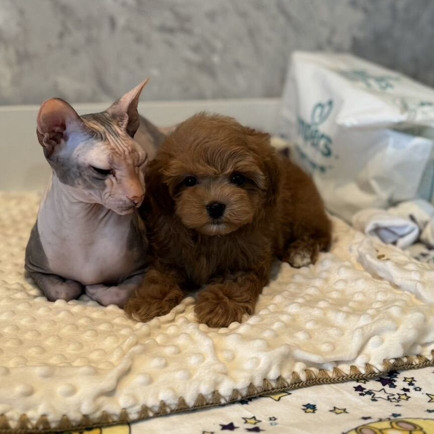 Мальтипу, щенок