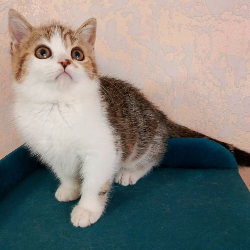 Шотландская прямой носитель рг