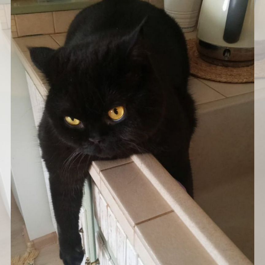 Британский короткошёрстный, взрослый кот