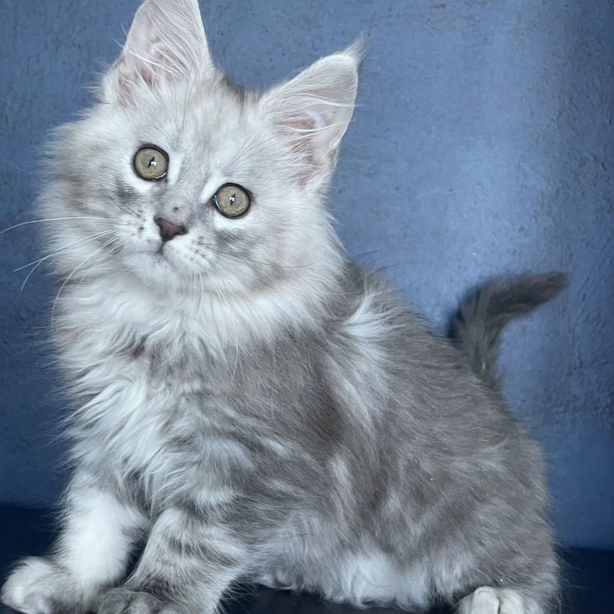 Котенок мейн-кун