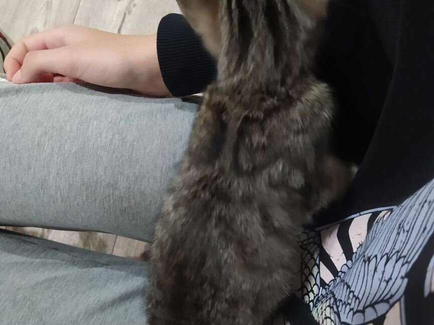 Котёнок