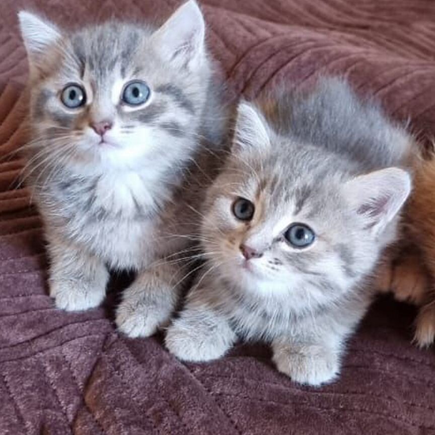Котята в добрые руки бесплатно